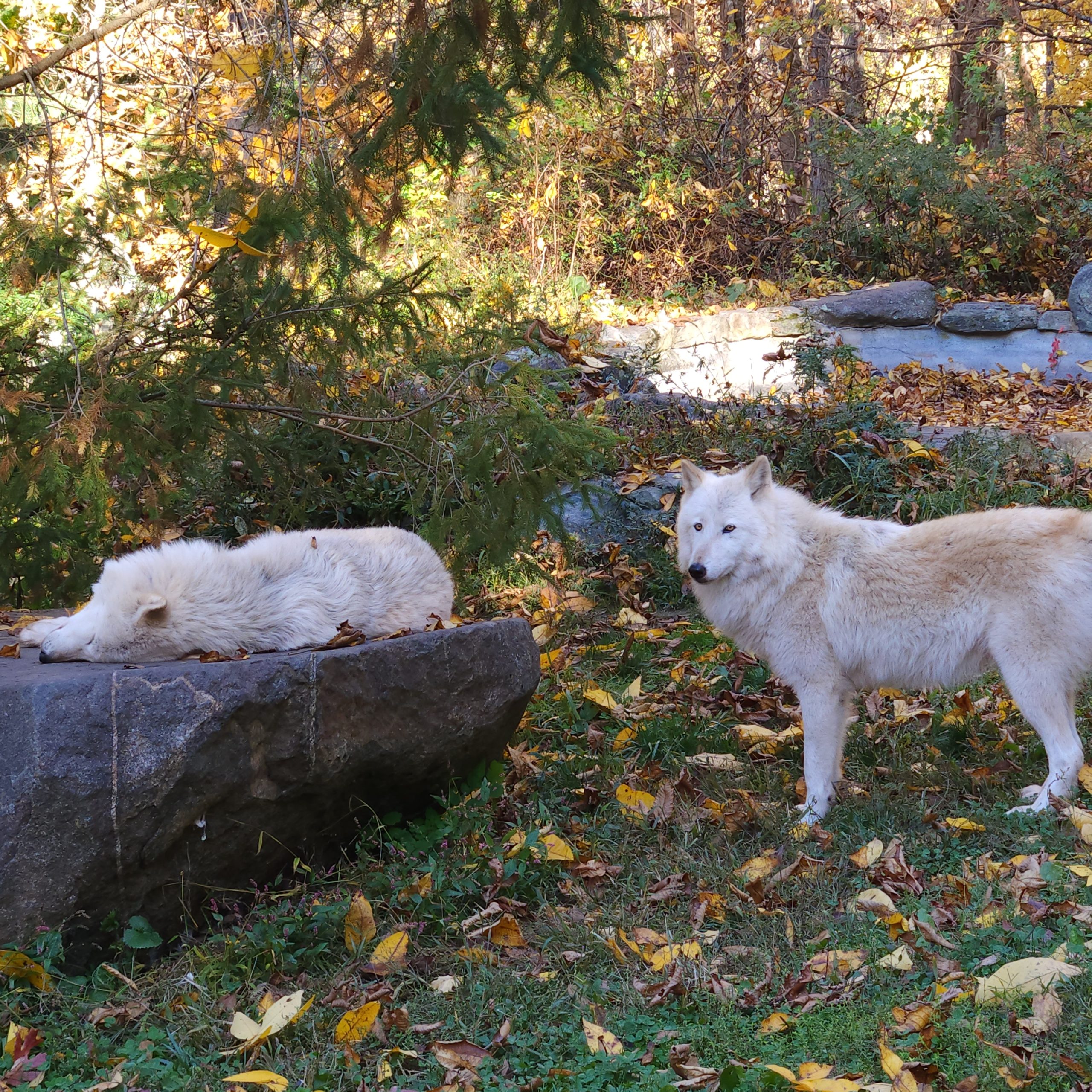 Walks with Wolves – Latino Outdoors